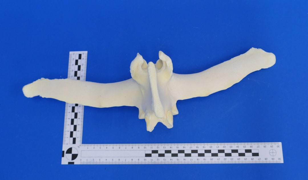 Camel Vertebrae. Camel Bones. Real Bones for Decoration, Including ...