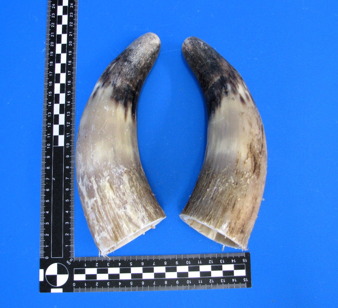 Cattle Horns - Pair, Cattle Horn Pair, Cow Horn Pair, Real Animal Horn ...