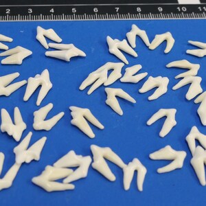 Fox Molars. Only Molars and Premolars With 2 Roots. Real Teeth for ...