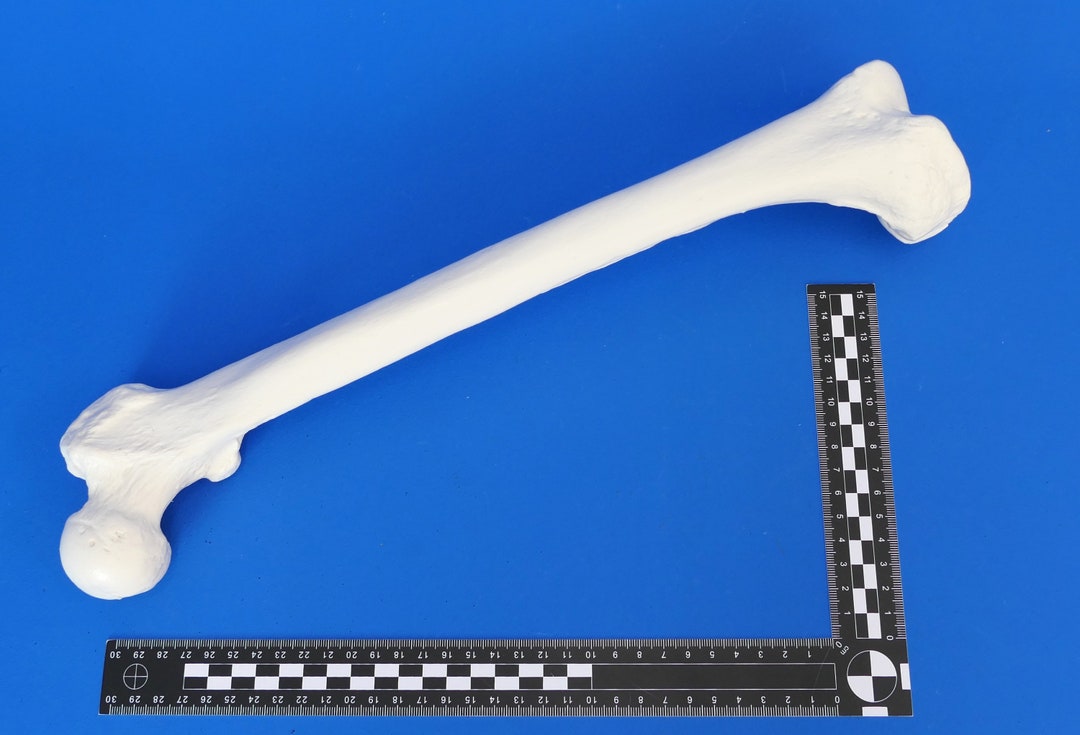 Human Femur, Replica/copy of a Femur, Anatomy Bone for Learning ...