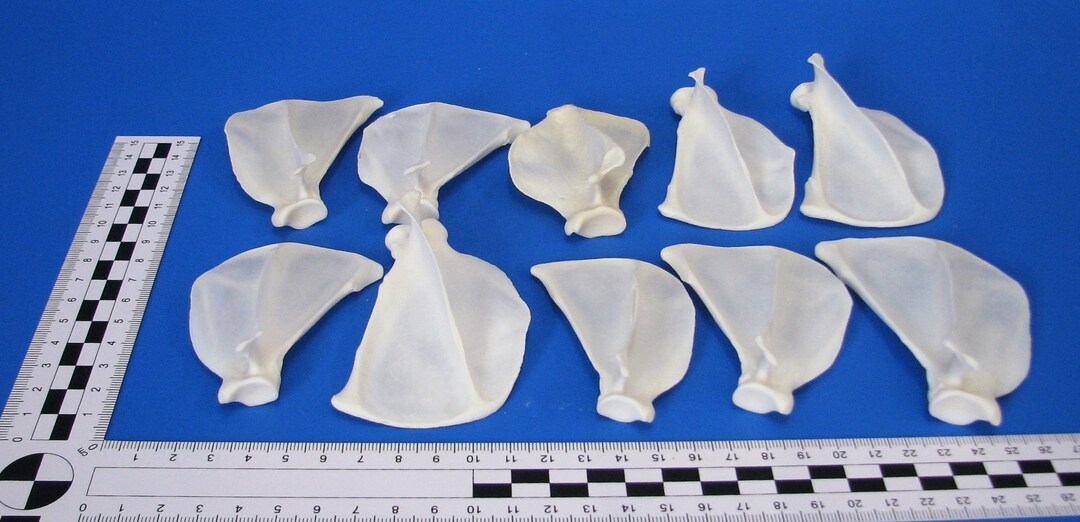 10 Pack Shoulder Blade Bones Mostly Fox. Real Bones for - Etsy