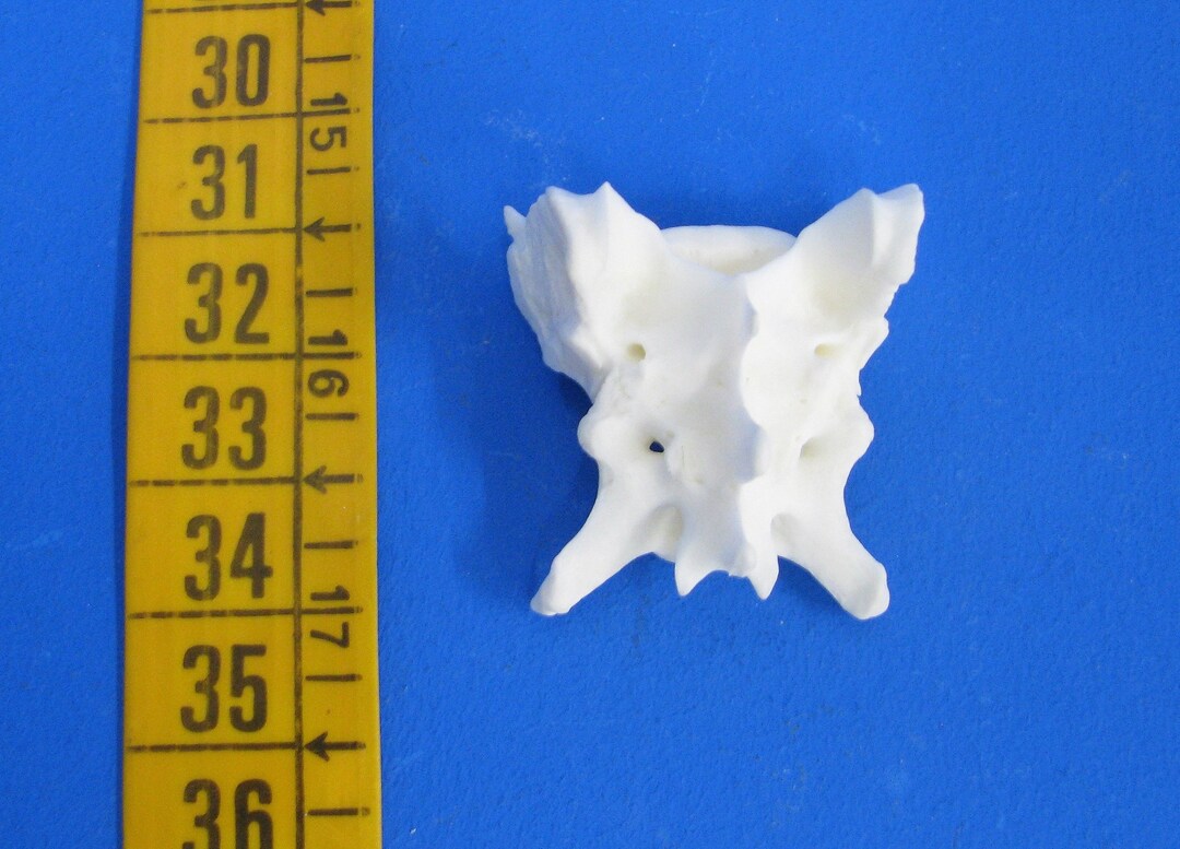 1 Sacrum Vertebrae, Bones of the Red Fox. Real Bones for Decorating ...