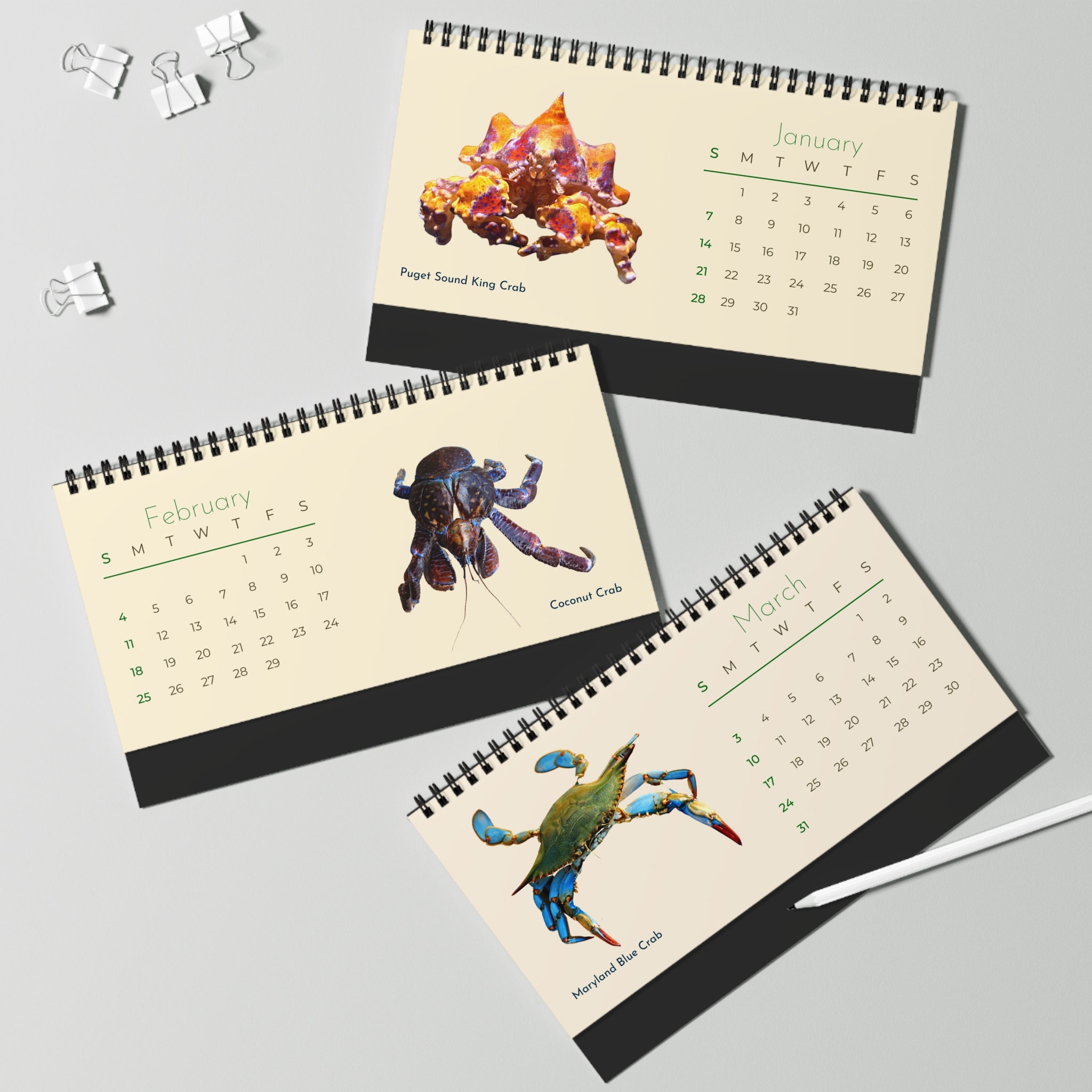 Captivating Crabs of 2024 Desk Calendar - Etsy