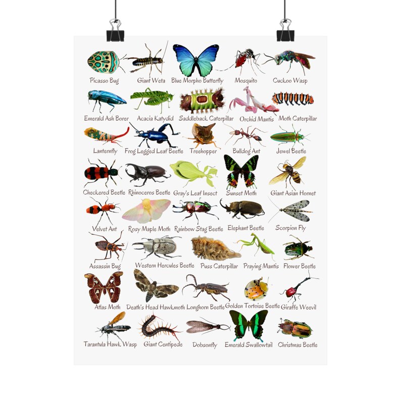 Impressive Insects Poster 40 Insects and Bugs - Etsy