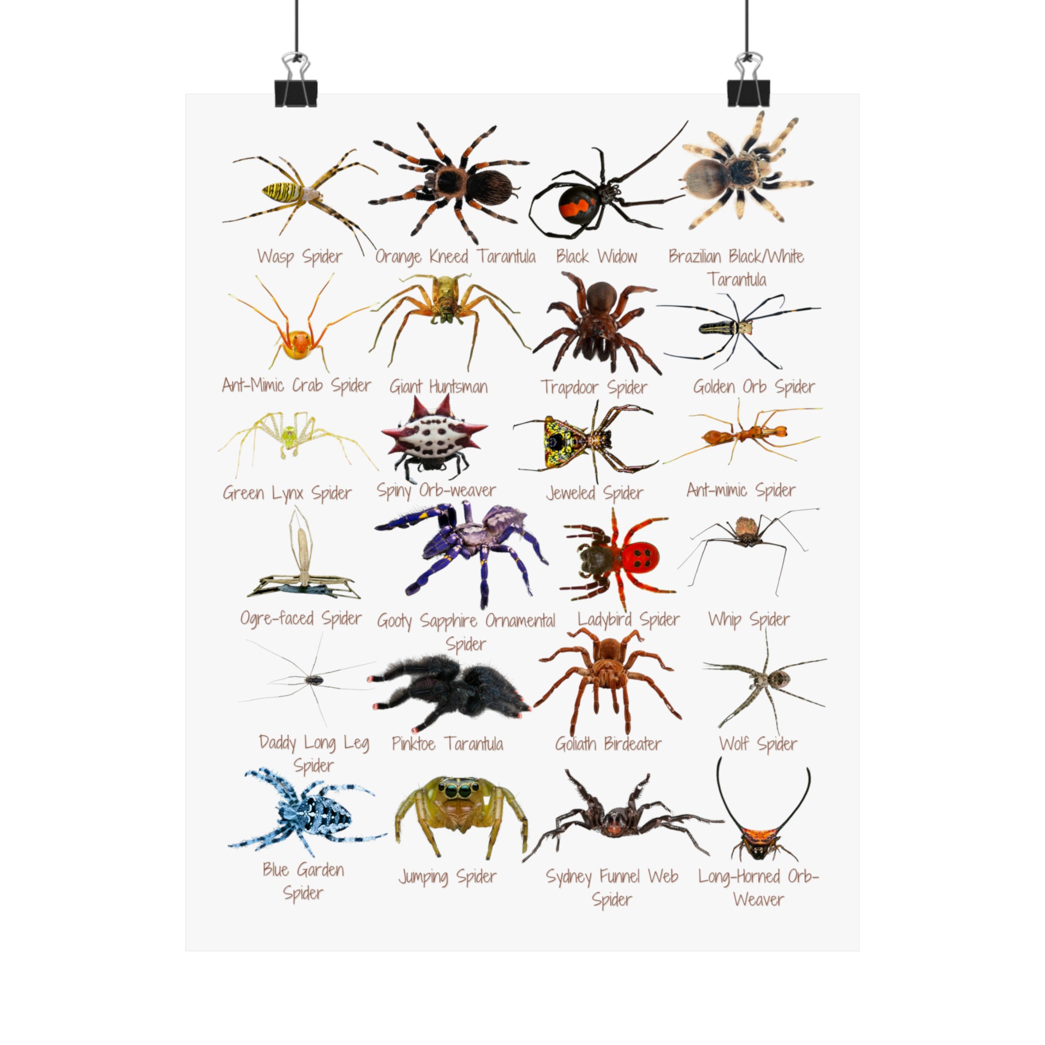 Stupendous Spiders Poster - Etsy