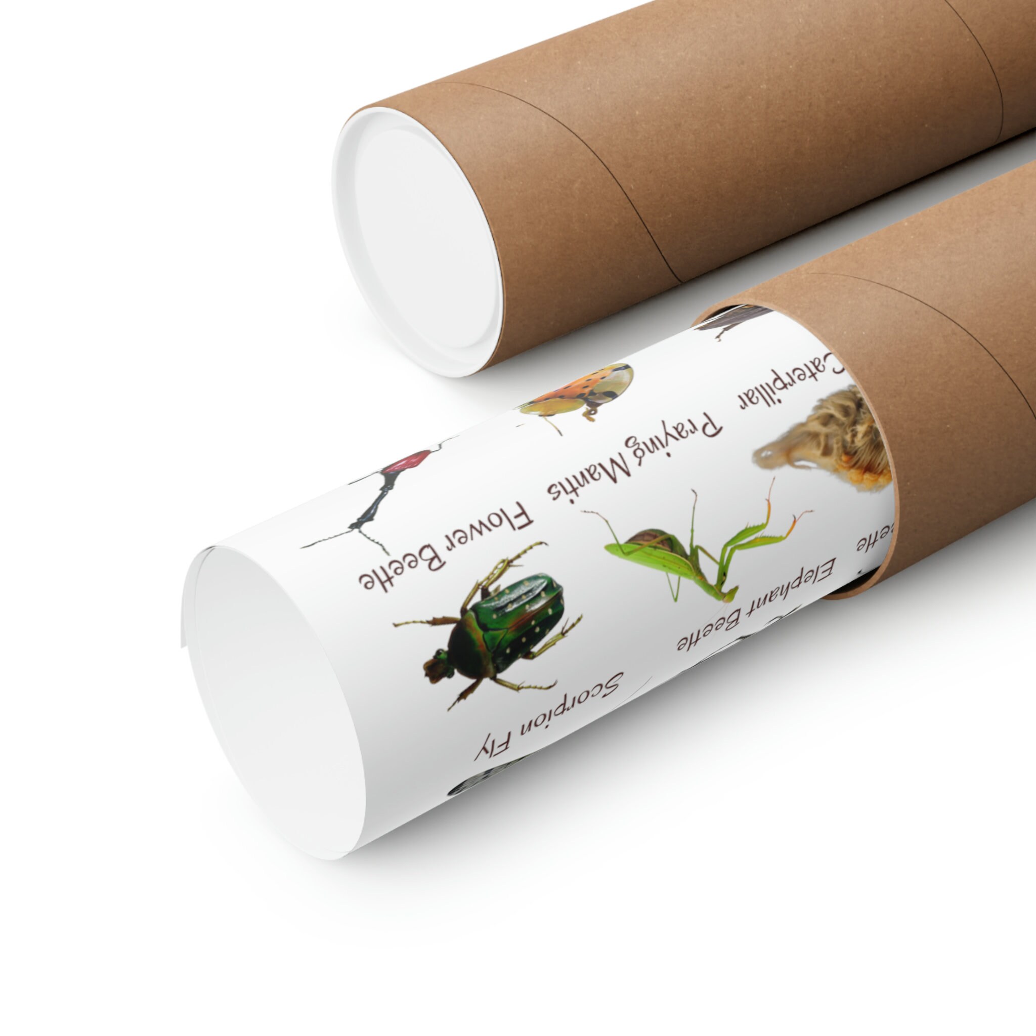 Impressive Insects Poster 40 Insects and Bugs - Etsy