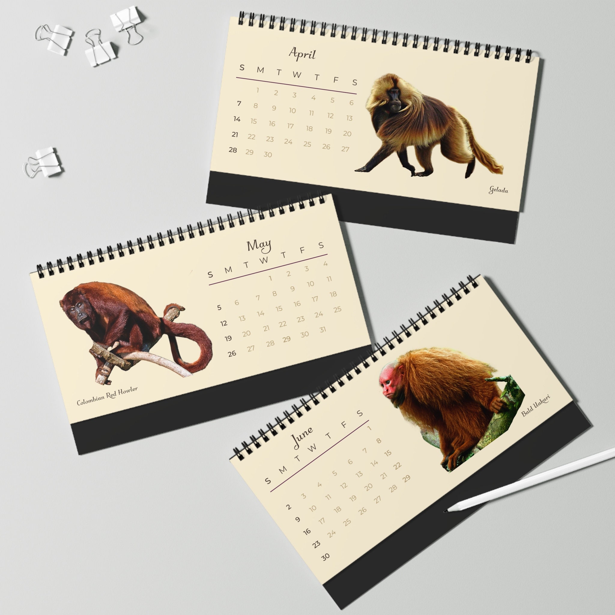 Mightiest Monkeys of 2024 Desk Calendar - Etsy