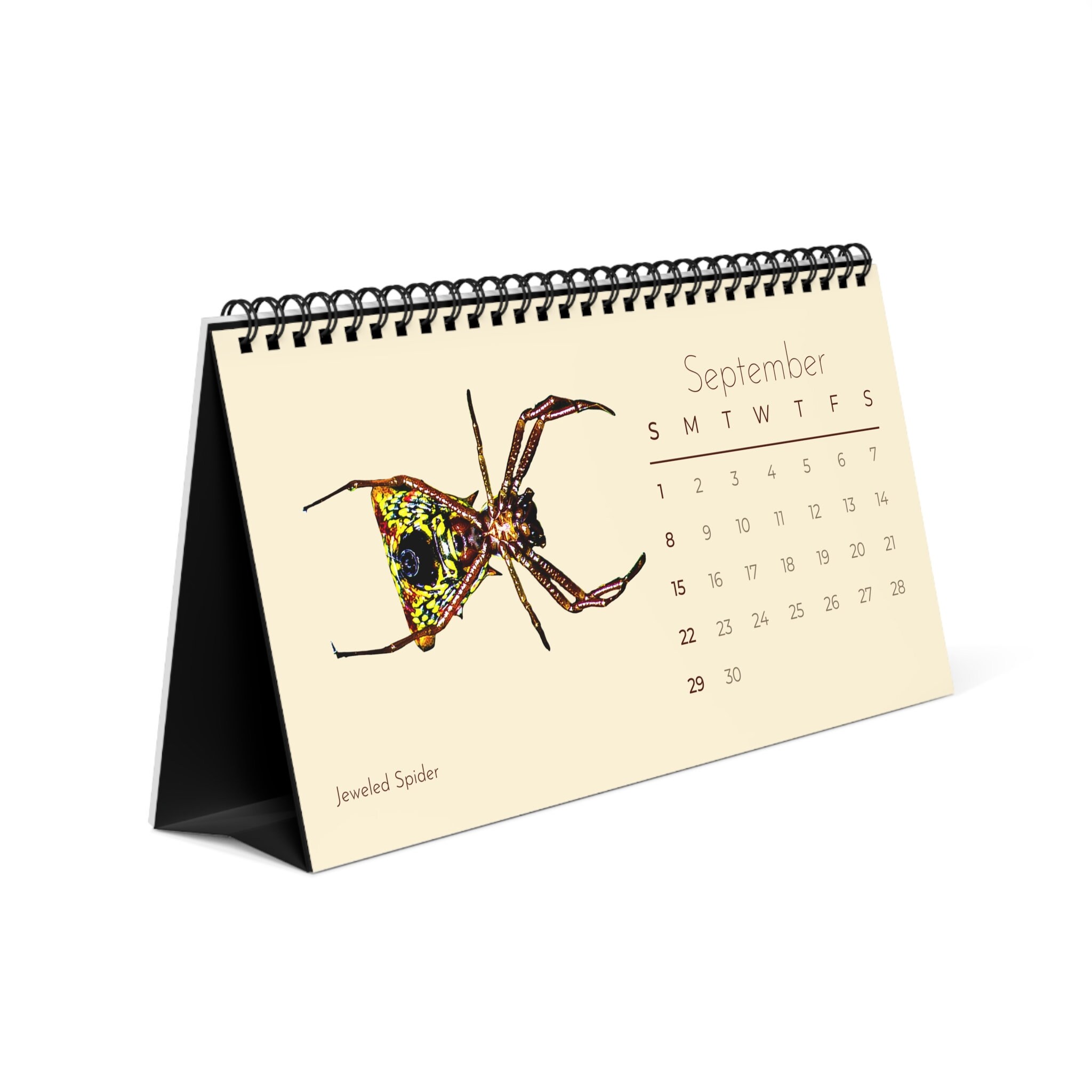 Spiders of 2024 Desk Calendar - Etsy