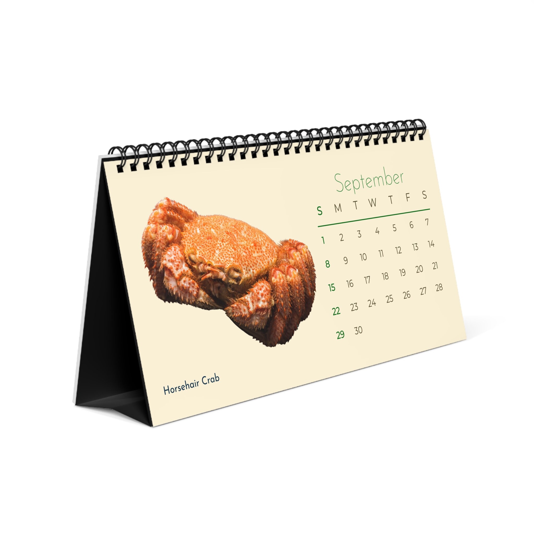 Captivating Crabs of 2024 Desk Calendar - Etsy