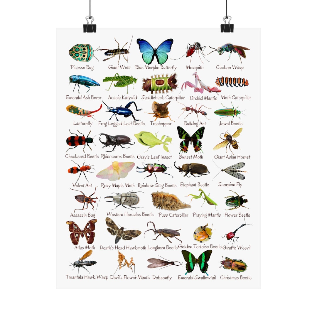 Impressive Insects Poster (40 Insects and Bugs) - Etsy