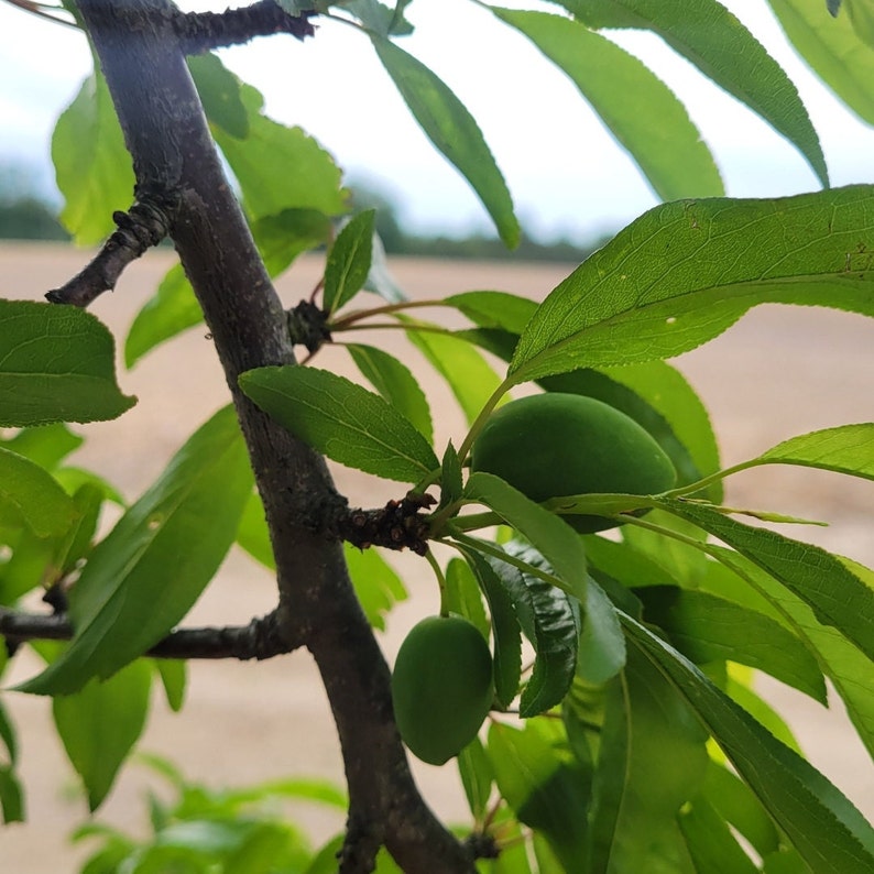 12-20 Inch Chickasaw Plum Tree Starter Off-shoot Sucker Tree - Etsy