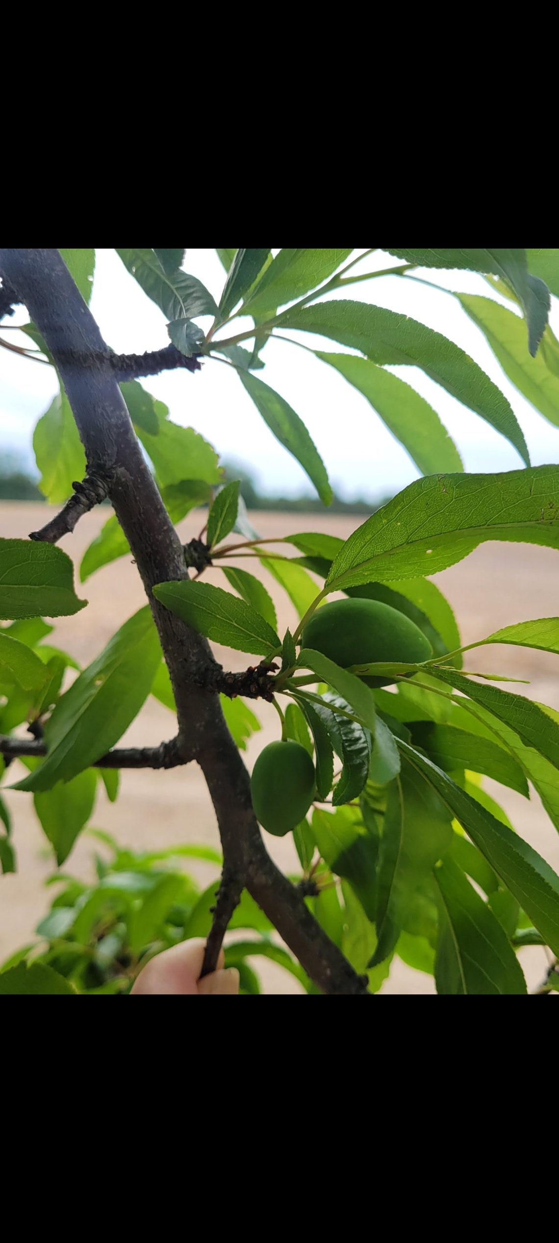 10 Chickasaw Plum Stem Cuttings - Etsy