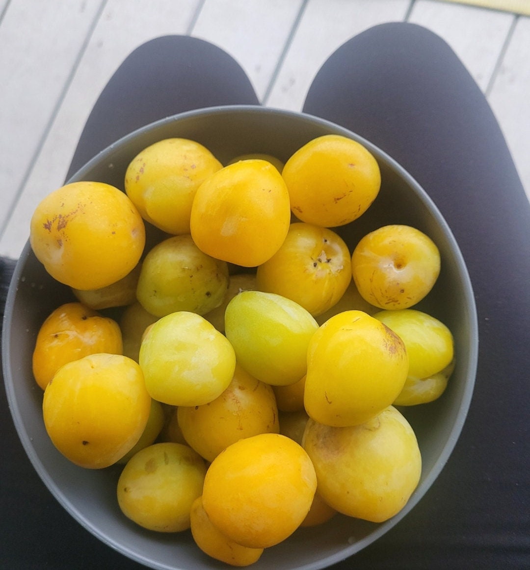 12-20 Inch Chickasaw Plum Tree Starter Off-shoot Sucker Tree - Etsy