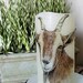 GOAT Flameless Candle W/timer Goat Candle Goat Lover Gift - Etsy