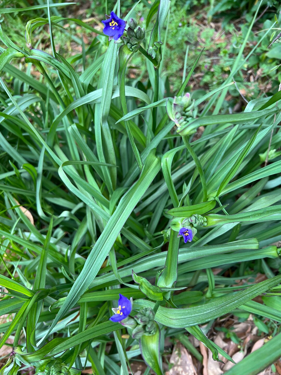 Beautiful Purple Spiderwort Plant - Etsy