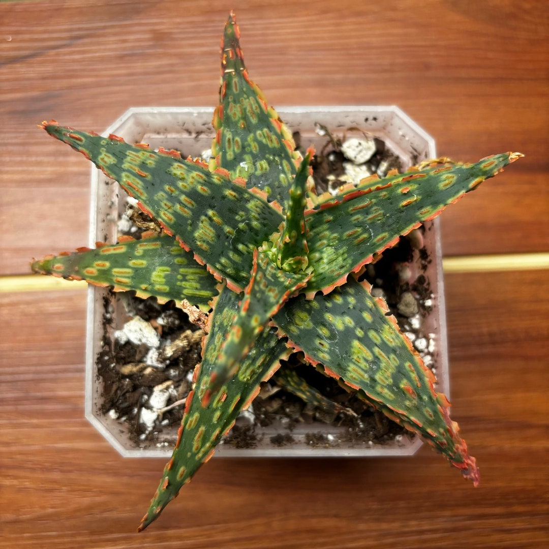 3 Aloe Aristata 'lace Aloe' Live Succulent, Houseplant - Etsy