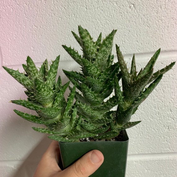 4 Aloe Juvenna Tiger Tooth Aloe Dwarf Aloe Live - Etsy