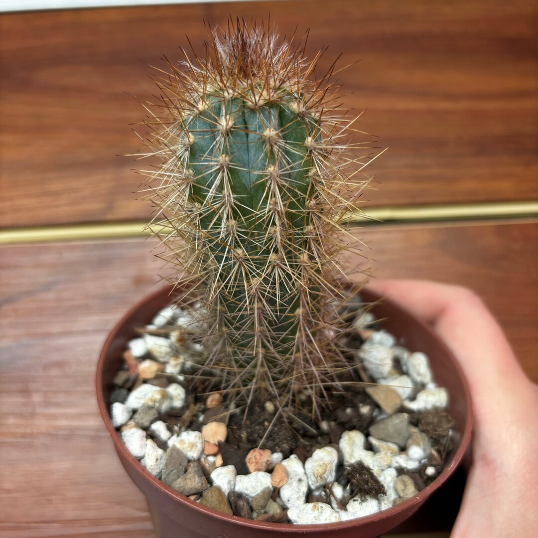 2 Pilosocereus Azureus, Blue Columnar, Blue Torch Cactus, Plant, Live ...