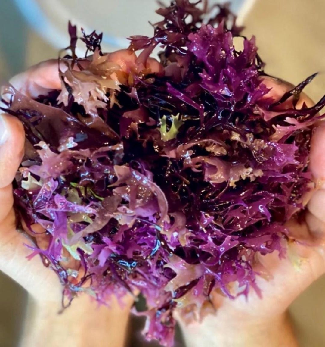 Atlantic Irish Moss | Natural Chondrus Crispus Superfood - Etsy