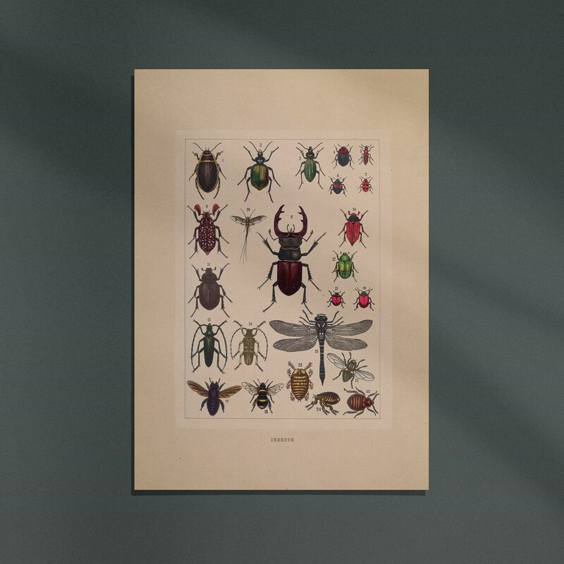 Insect Poster - Etsy