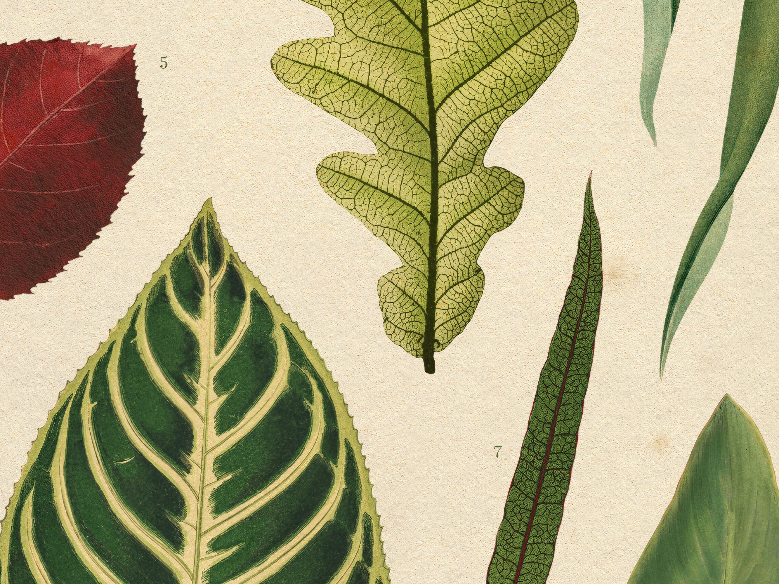 Instant Download Vintage Gallery Wall Set Botanical Art Prints Set of 3 ...