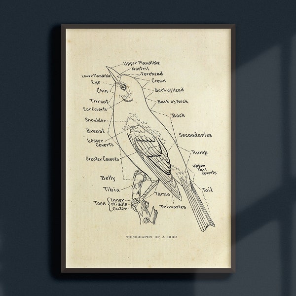Bird Anatomy - Etsy