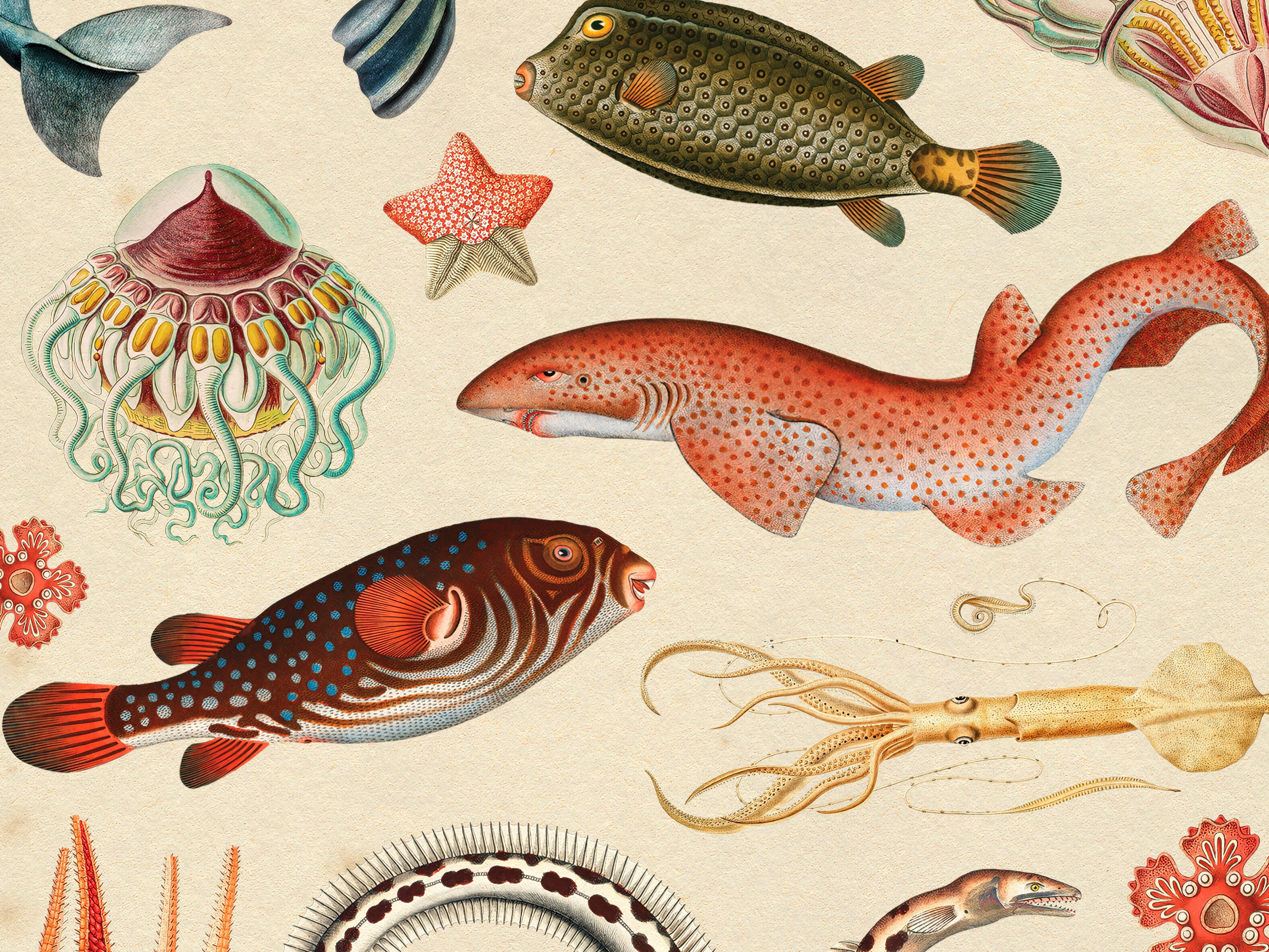 Sea Creatures Wall Art Set of 2 Vintage Printable Posters Instant ...