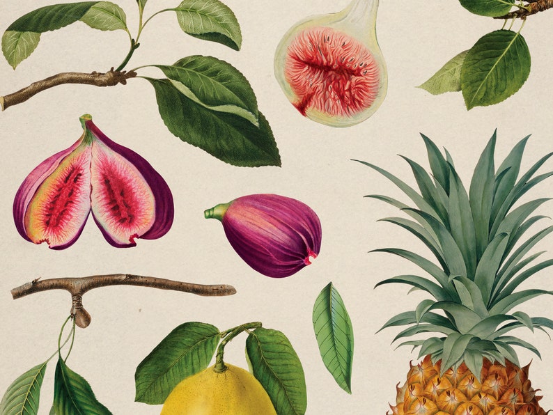 Vintage Fruit Posters Set of 3 Printable Gallery Wall Art - Etsy