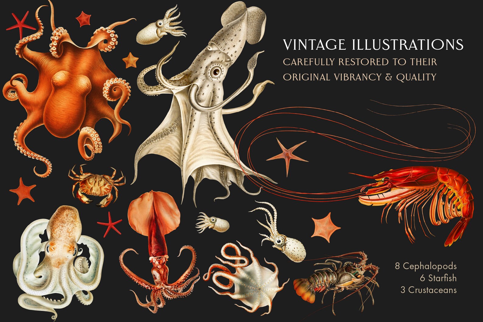 60 Vintage Marine Creatures Clipart | Instant Download Illustrations ...