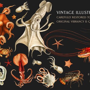 60 Vintage Marine Creatures Clipart | Instant Download Illustrations ...