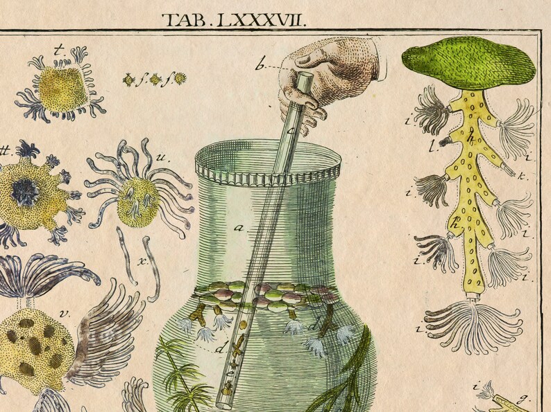 Antique Science Chart Gallery Wall Set of 2 Vintage Printable - Etsy