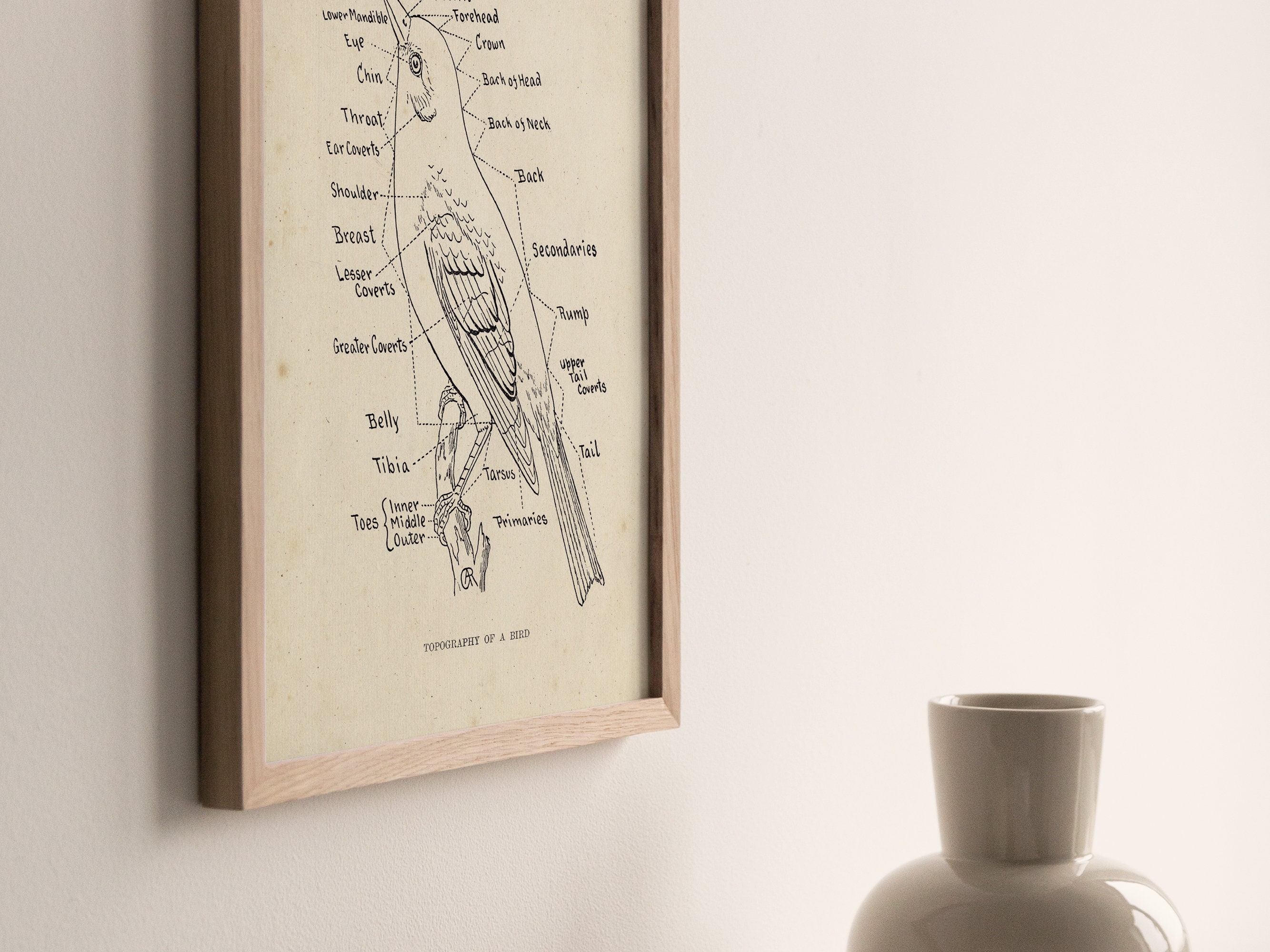 Dark Academia Vintage Bird Anatomy Poster | Printable Wall Art ...
