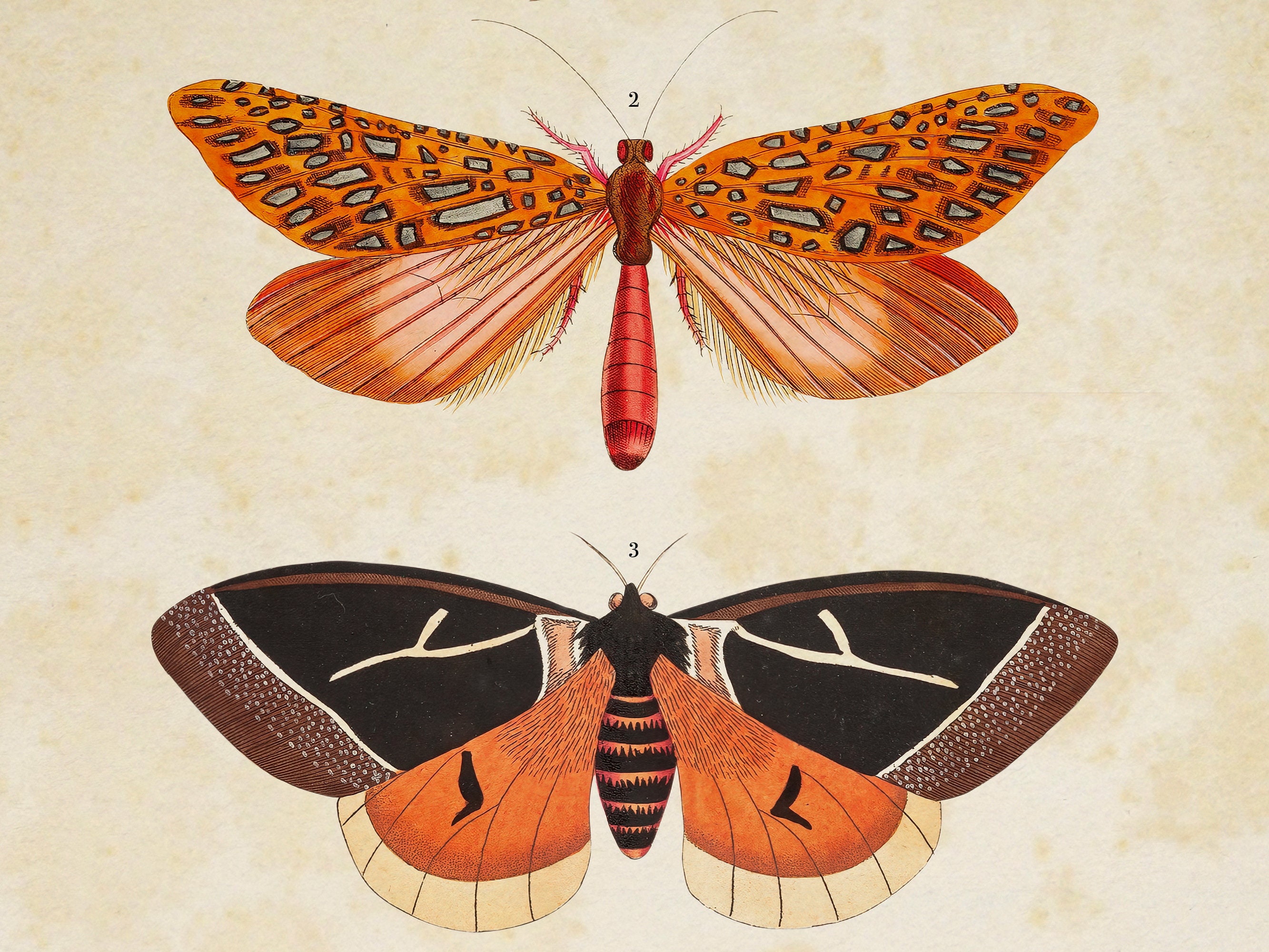 Antique Butterfly and Moth Prints | Set of 2 | Vintage Printable Wall ...