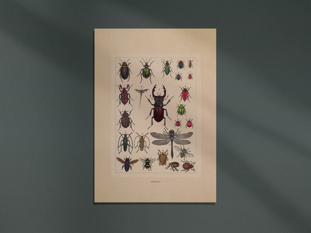 Vintage Insect Specimens Poster Printable Wall Art Nature Poster Print ...
