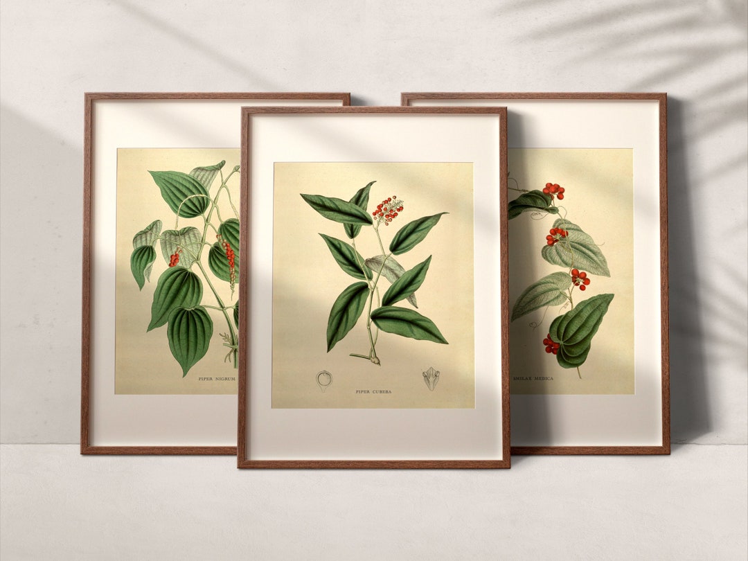 Vintage Set of 3 Botanical Prints | Printable Antique Gallery Wall ...