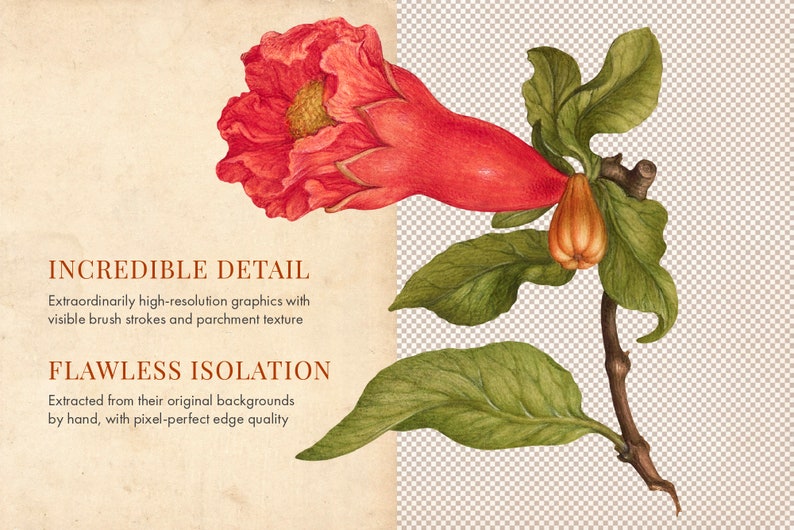 80 Renaissance Clipart Illustrations | “monumenta” Vintage Printable ...