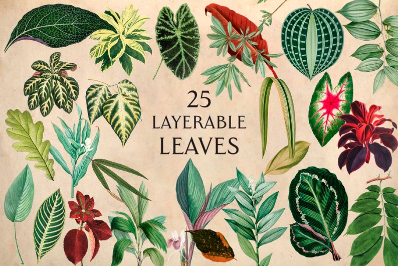 25 Vintage Leaf Illustrations | Instant Download | Printable Botanical ...