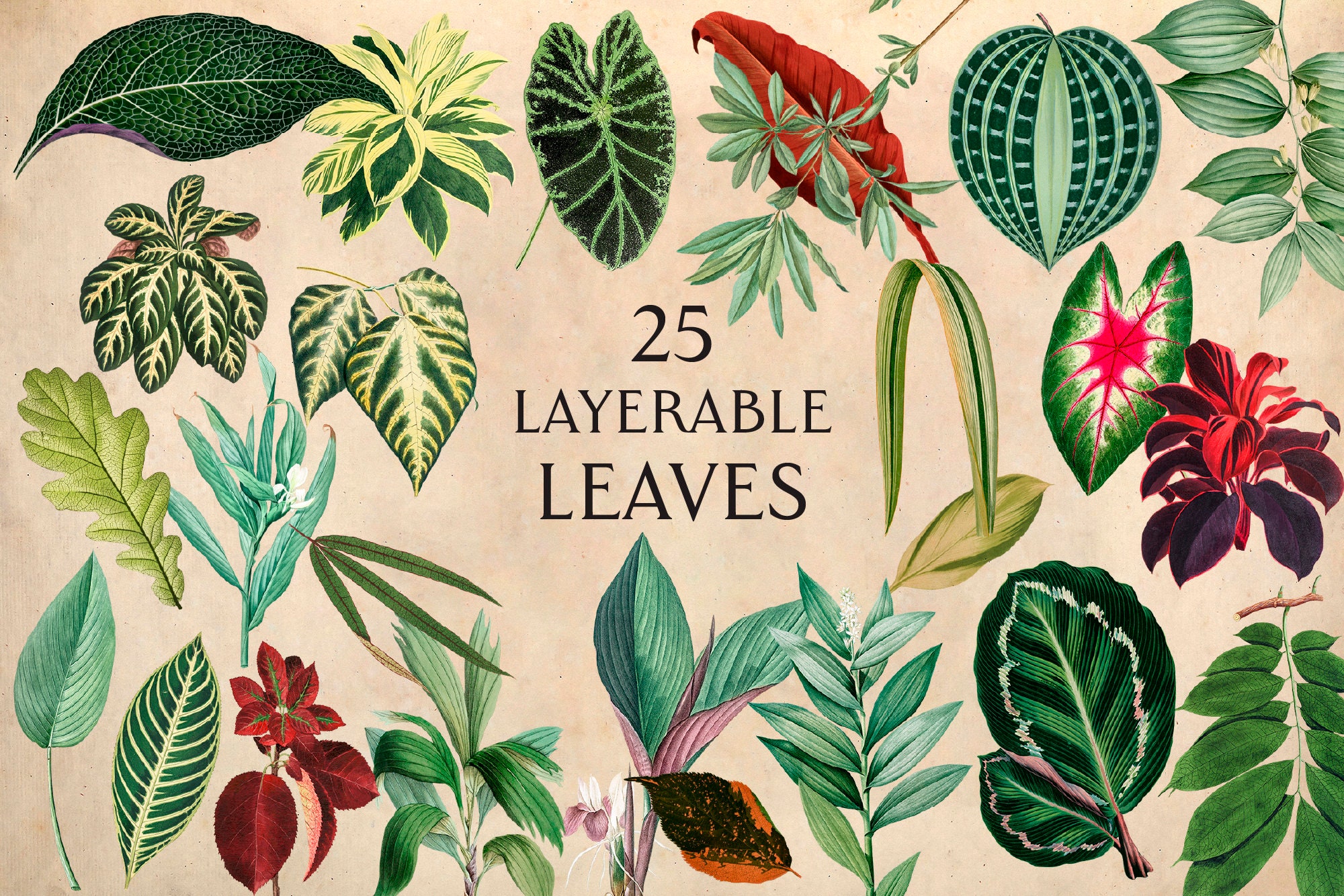 25 Vintage Leaf Illustrations Instant Download Printable Botanical ...