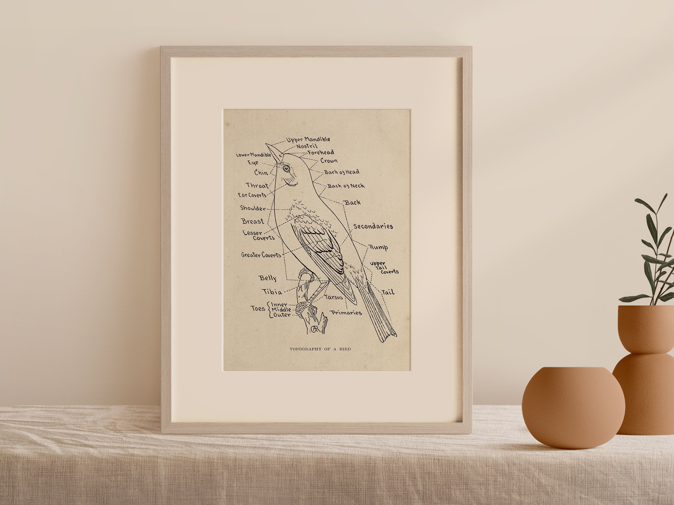Dark Academia Vintage Bird Anatomy Poster | Printable Wall Art ...