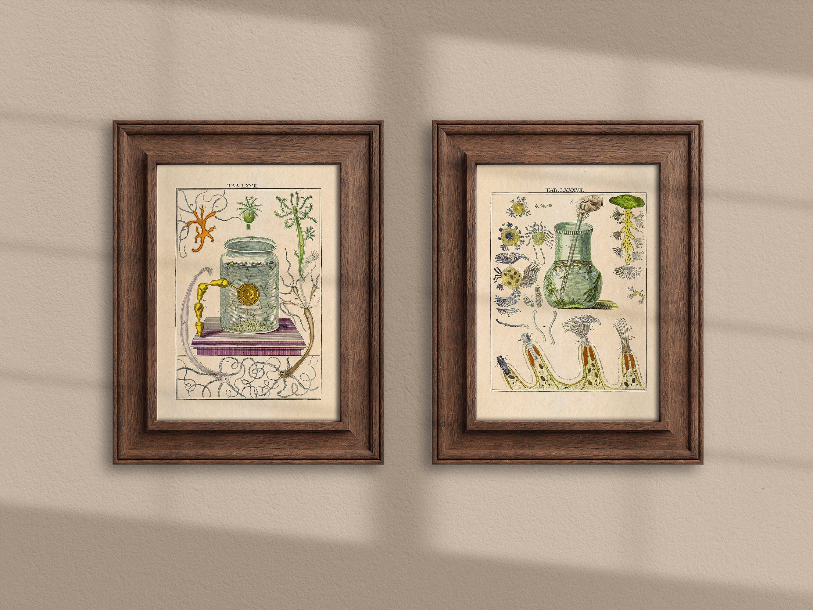Antique Science Chart Gallery Wall Set of 2 Vintage Printable - Etsy