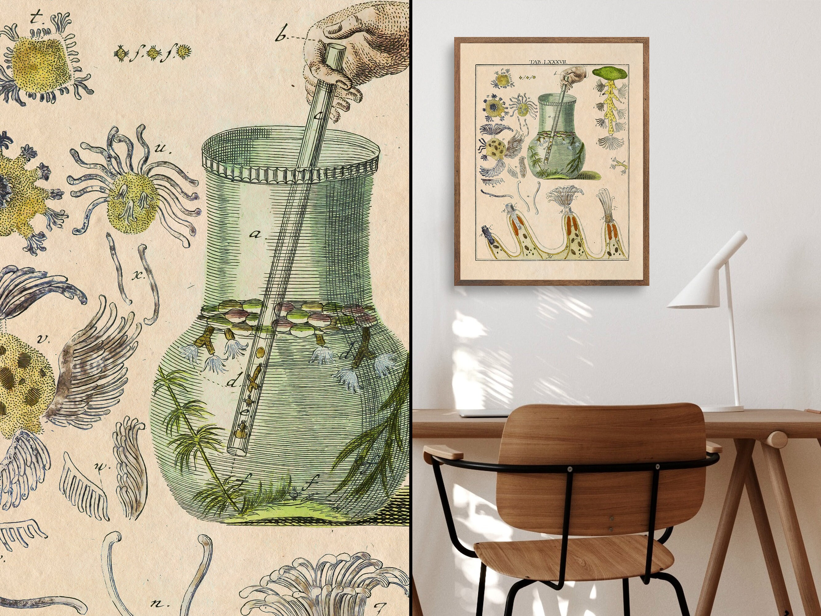 Antique Science Chart Gallery Wall Set of 2 Vintage Printable - Etsy