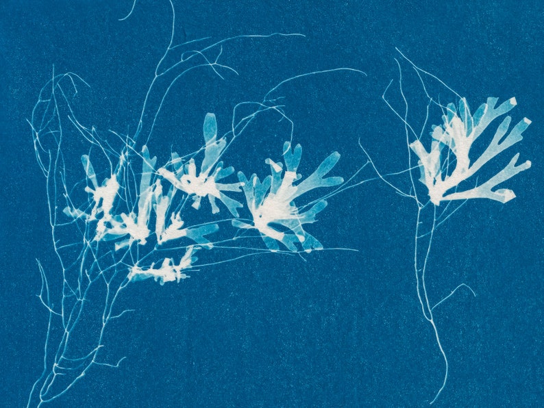 Vintage Cyanotype Photography Downloadable Print Blue Ocean Wall Art ...