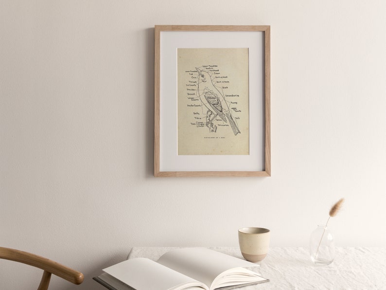Dark Academia Vintage Bird Anatomy Poster | Printable Wall Art ...