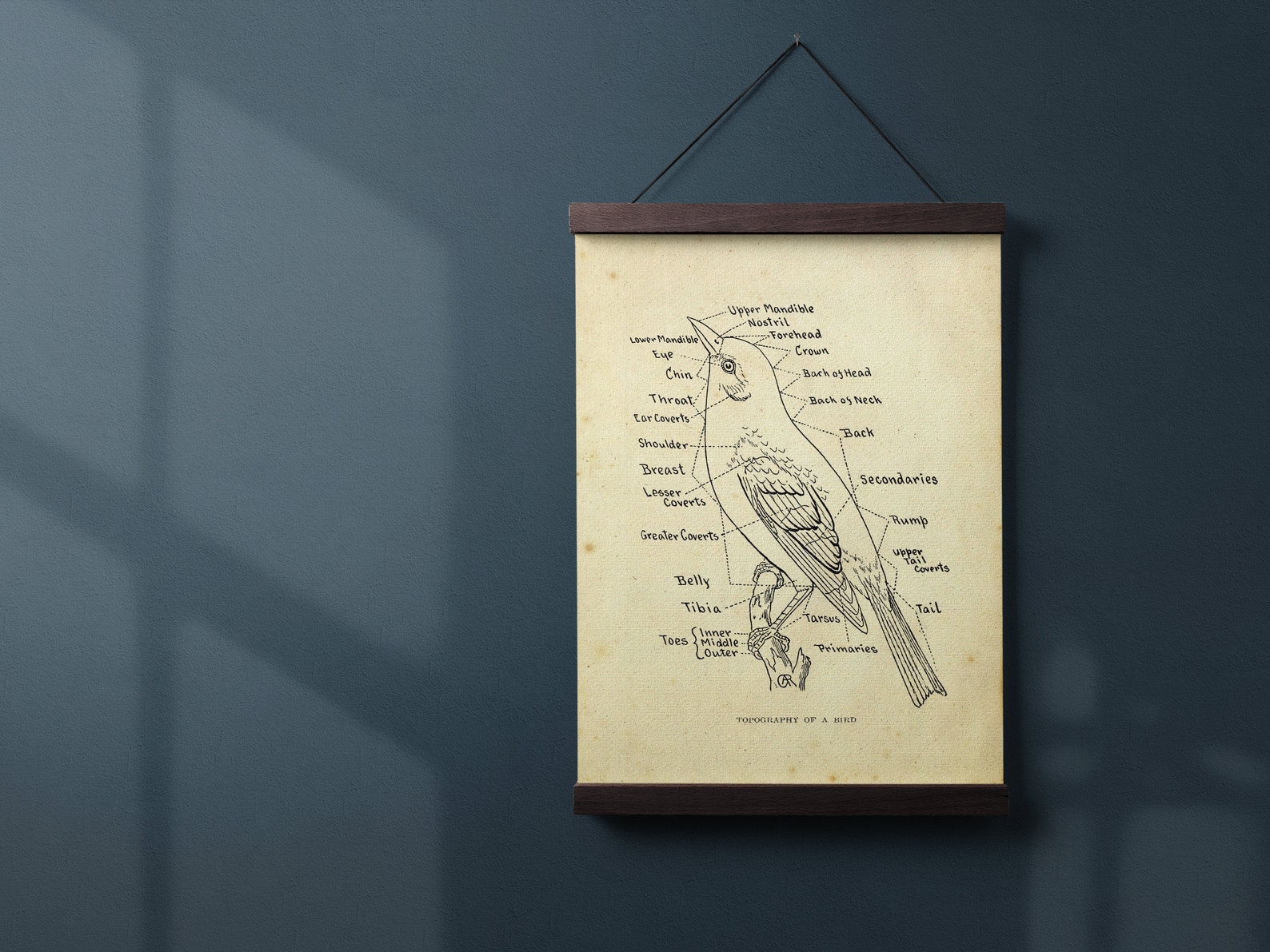 Dark Academia Vintage Bird Anatomy Poster | Printable Wall Art ...