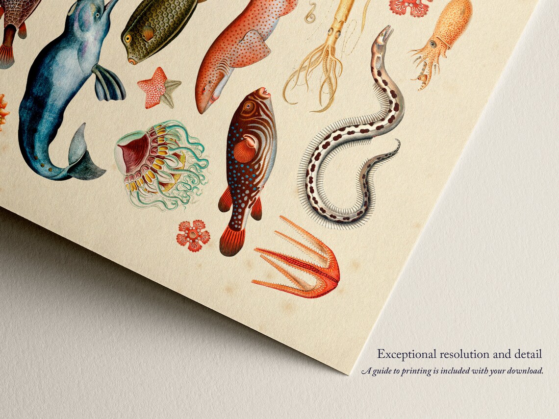 Sea Creatures Wall Art Set of 2 Vintage Printable Posters Instant ...