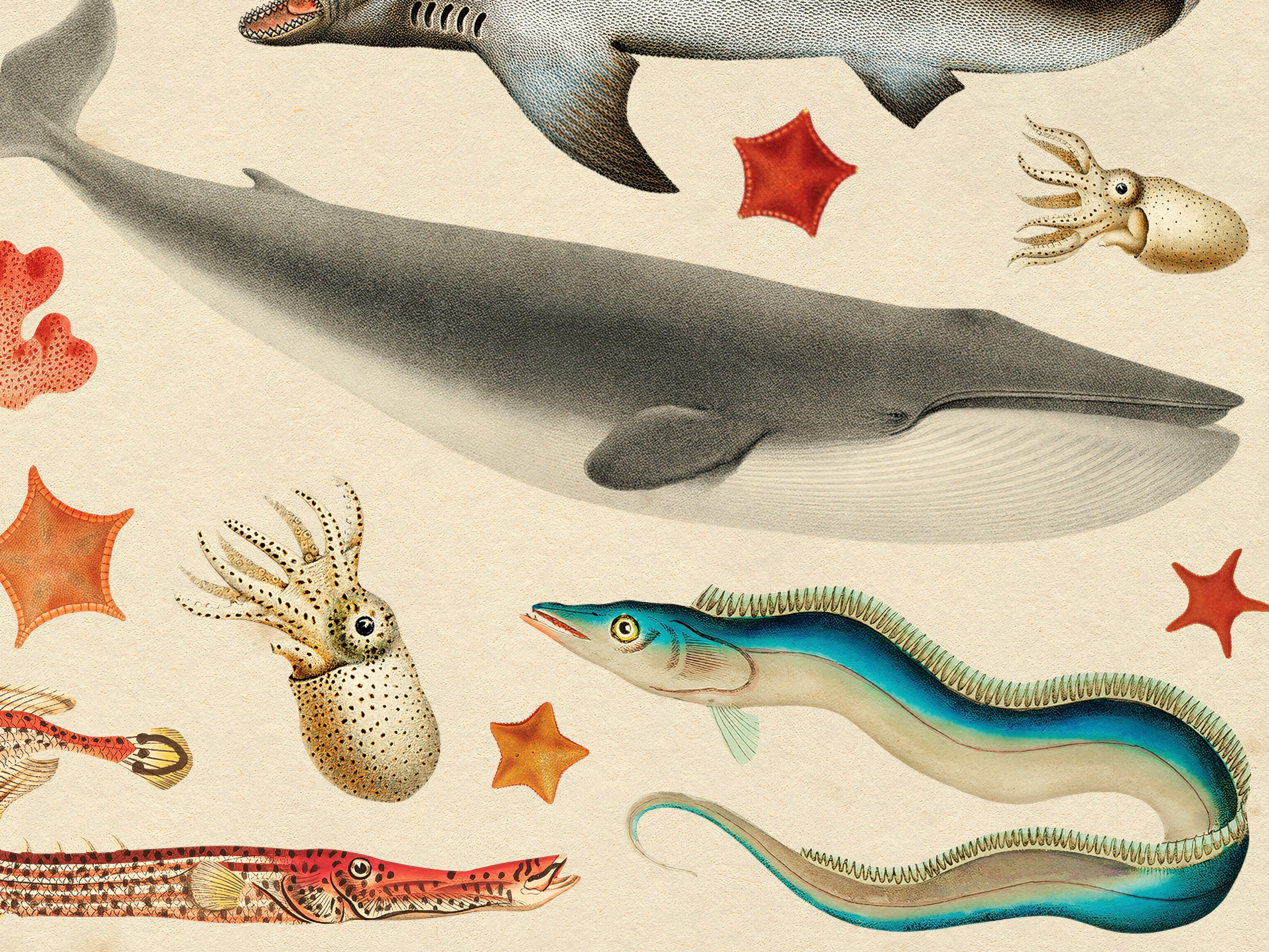 Sea Creatures Wall Art Set of 2 Vintage Printable Posters Instant ...