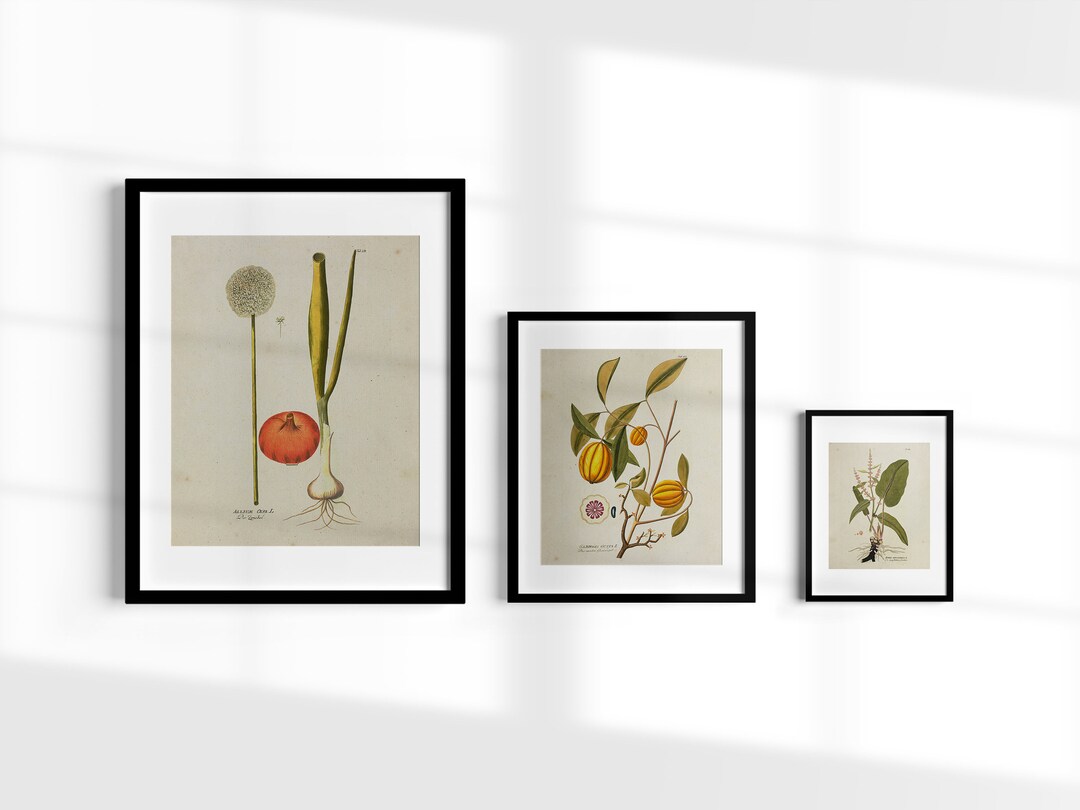 Vintage Botany Art Set of 3 | Printable Gallery Wall Decor | Antique ...