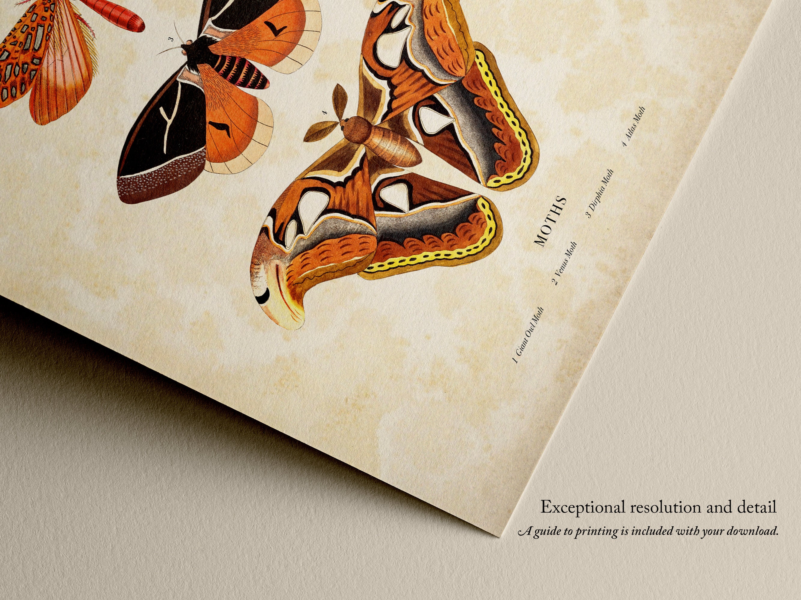 Antique Butterfly and Moth Prints | Set of 2 | Vintage Printable Wall ...