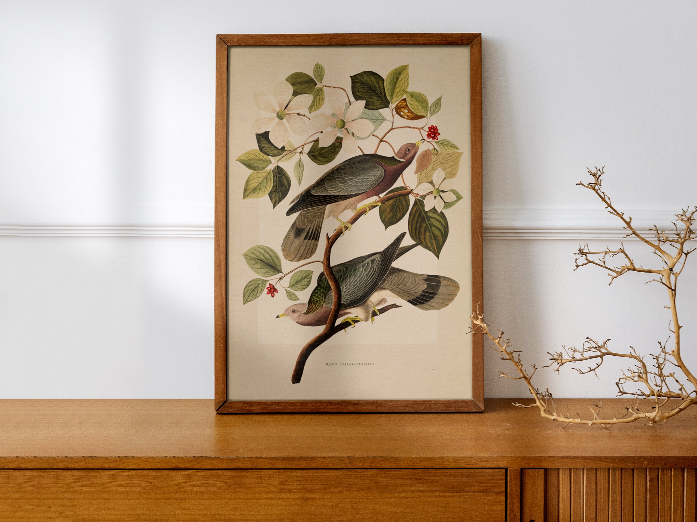 Vintage Pigeons Wall Art | Instant Download Poster | Printable Bird ...