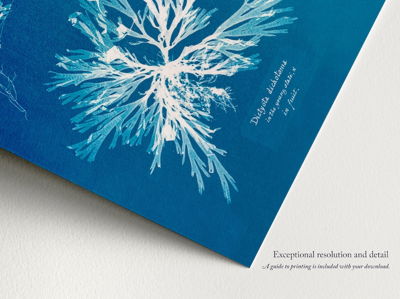 Vintage Cyanotype Photography Downloadable Print Blue Ocean Wall Art ...